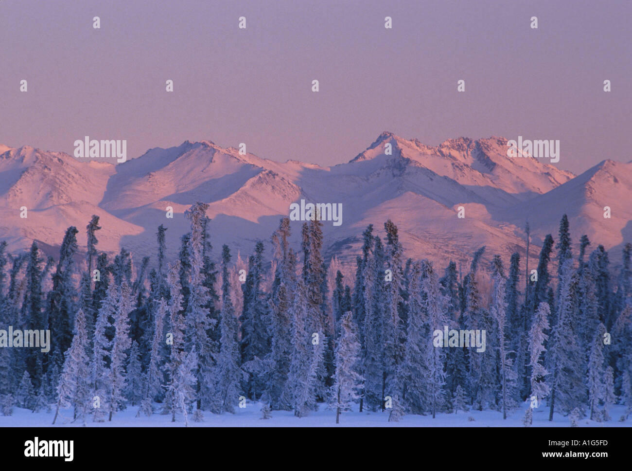 Snow Covered Trees Winter Chugach Mts AK Stock Photo - Alamy