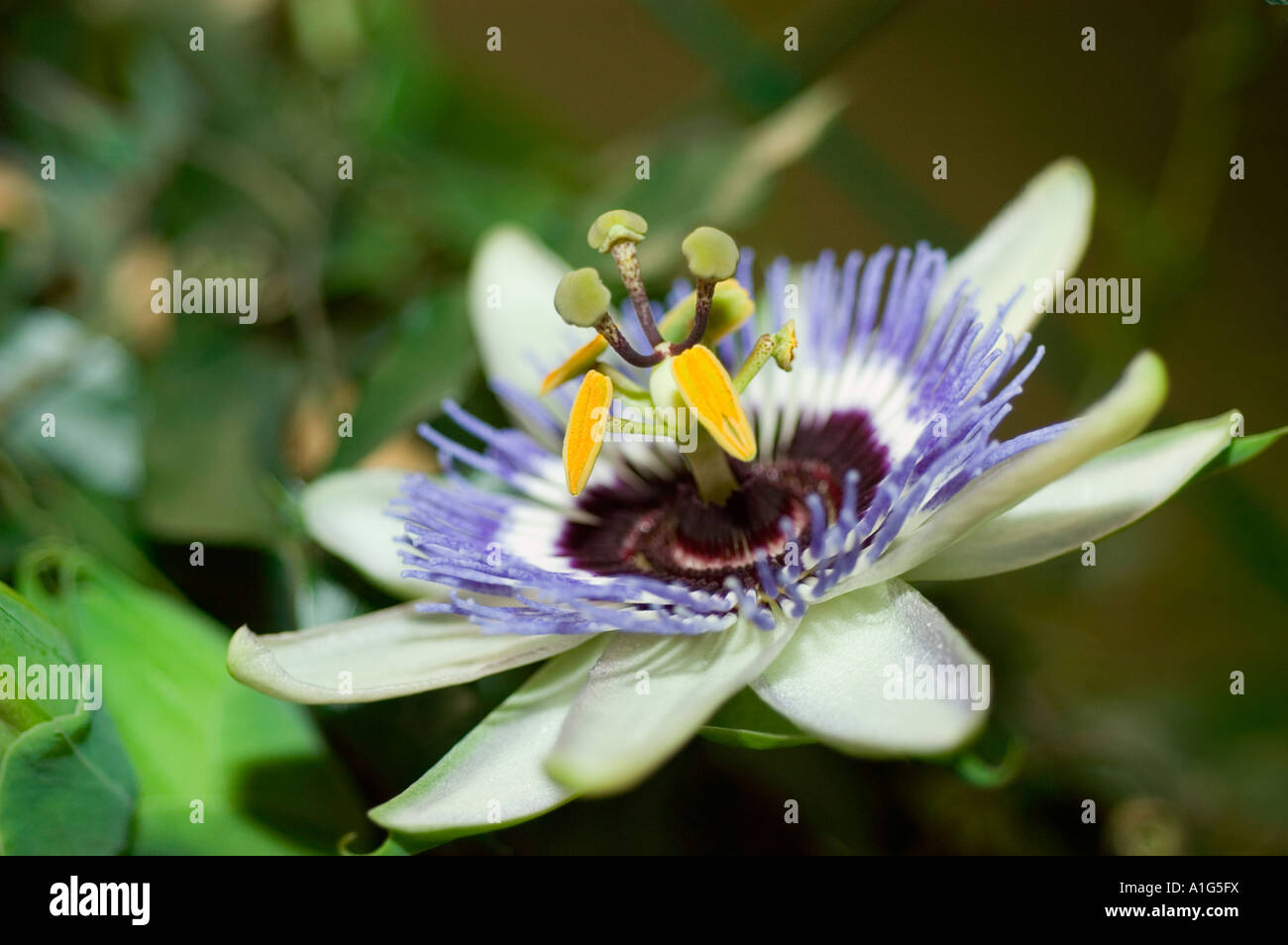 Passiflora caerulea passifloraceae hi-res stock photography and images ...