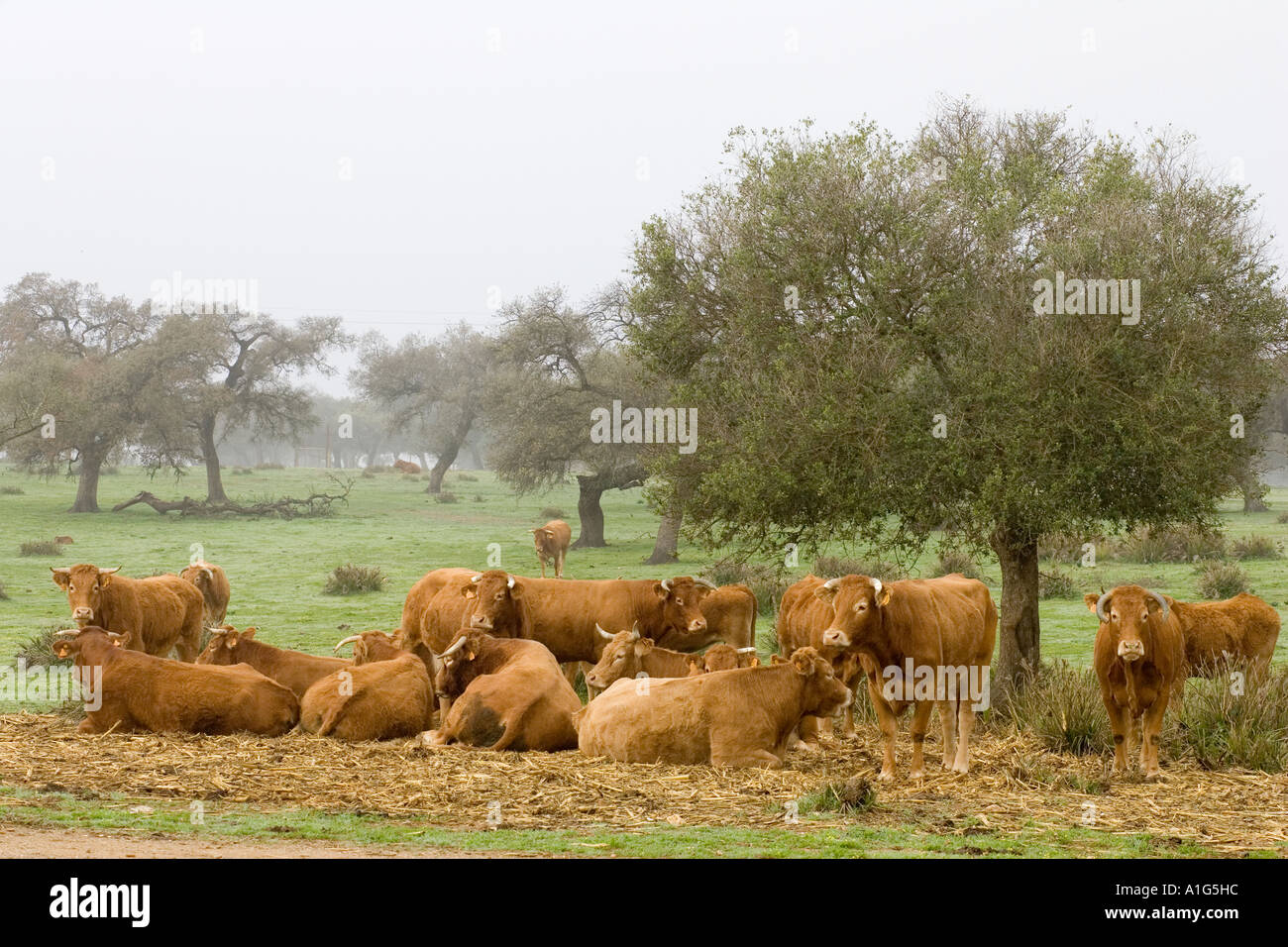 Spain andalusia bull cattle cow hi-res stock photography and images - Alamy
