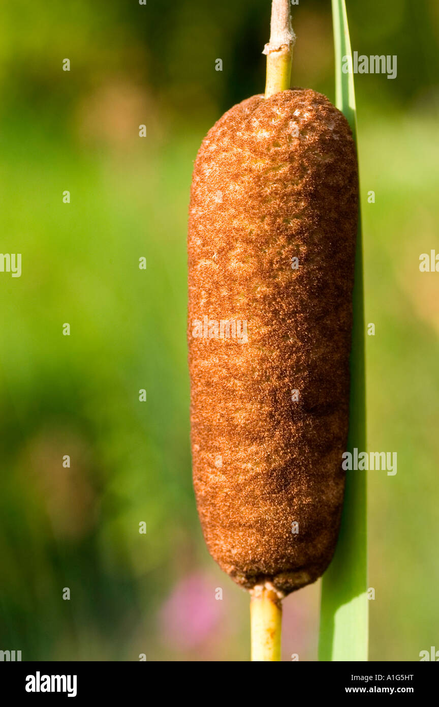 Broadleaf Cattail close up Typha latifolia Stock Photo - Alamy