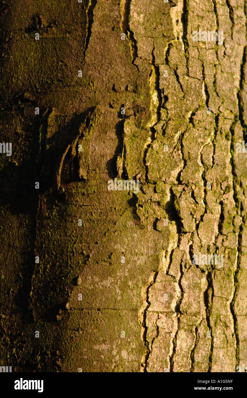 Distinct tree hi-res stock photography and images - Alamy