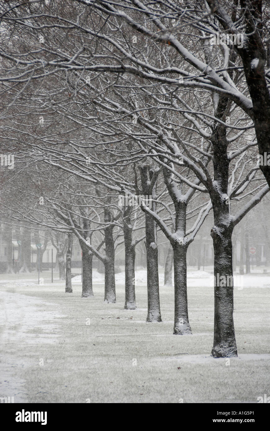 Winter scene of trees lines along the side of a road in Lexington ...