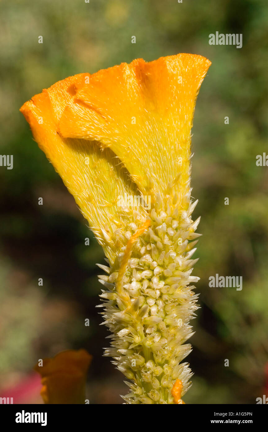 Yellow flower close up of Cockscomb Crista de galo Amaranthaceae ...