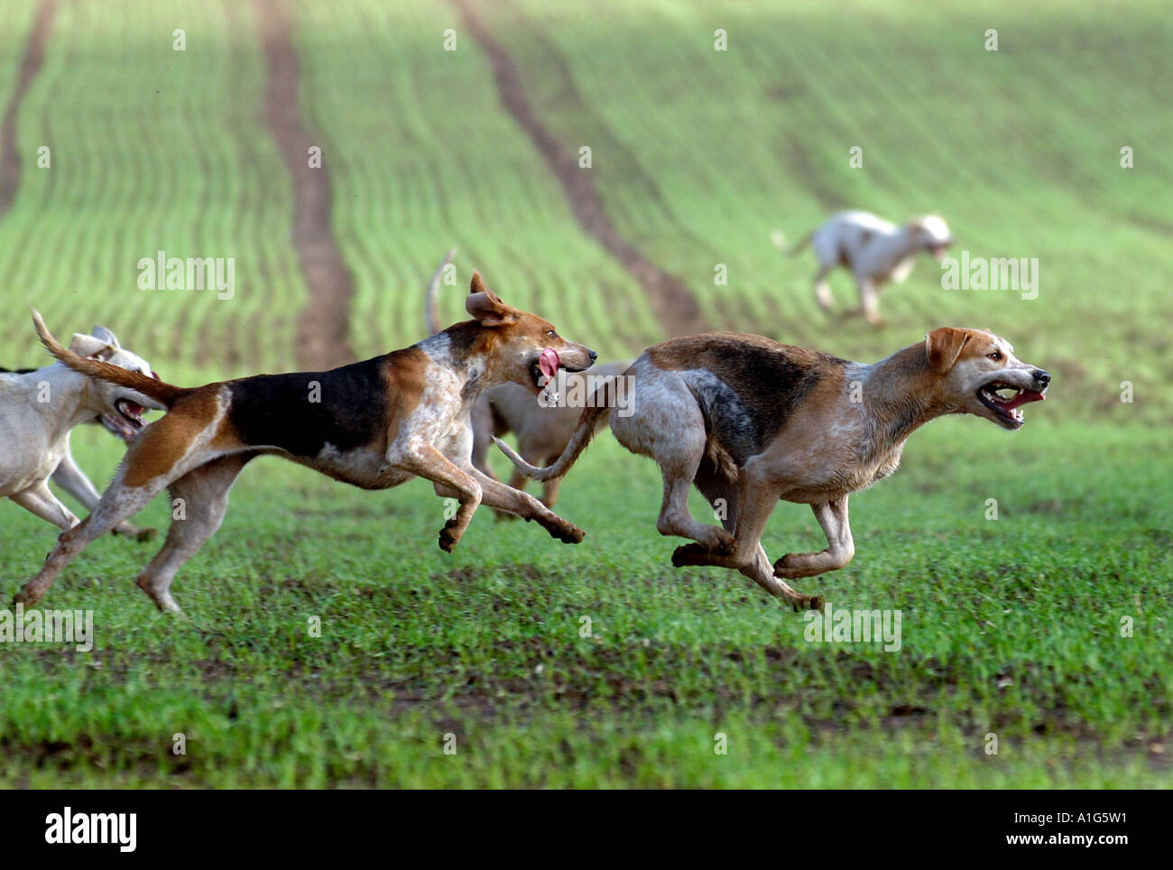 Foxhounds run across field Stock Photo - Alamy