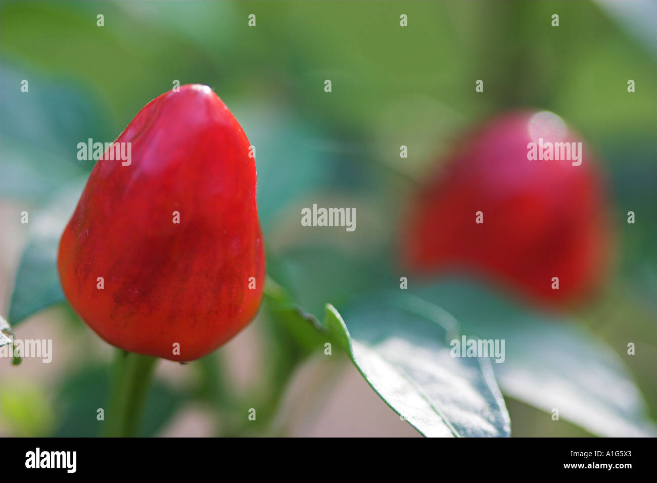 Capsicum annum Firecracker Chilli pepper Stock Photo - Alamy