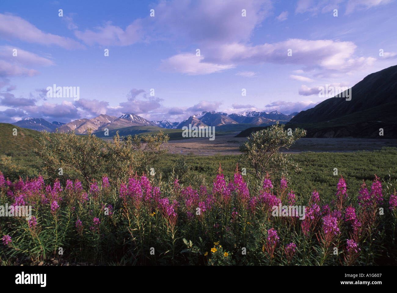 Fireweed Alaska Range Denali NP Summer AK Stock Photo - Alamy
