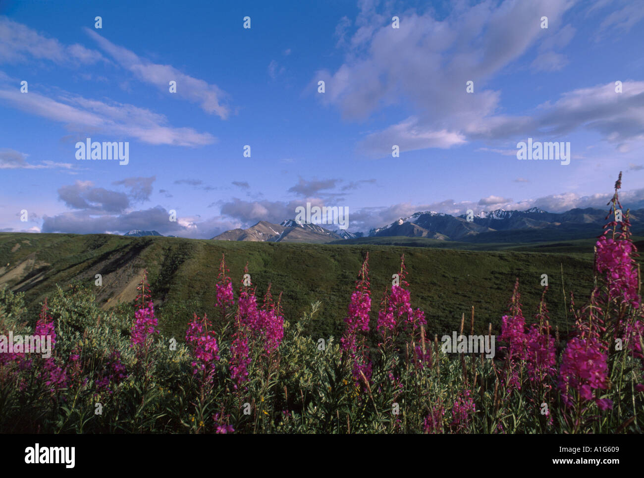 Denali mountain with fireweed hi-res stock photography and images - Alamy