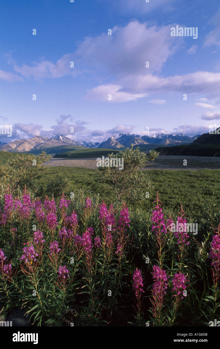 Denali mountain with fireweed hi-res stock photography and images - Alamy