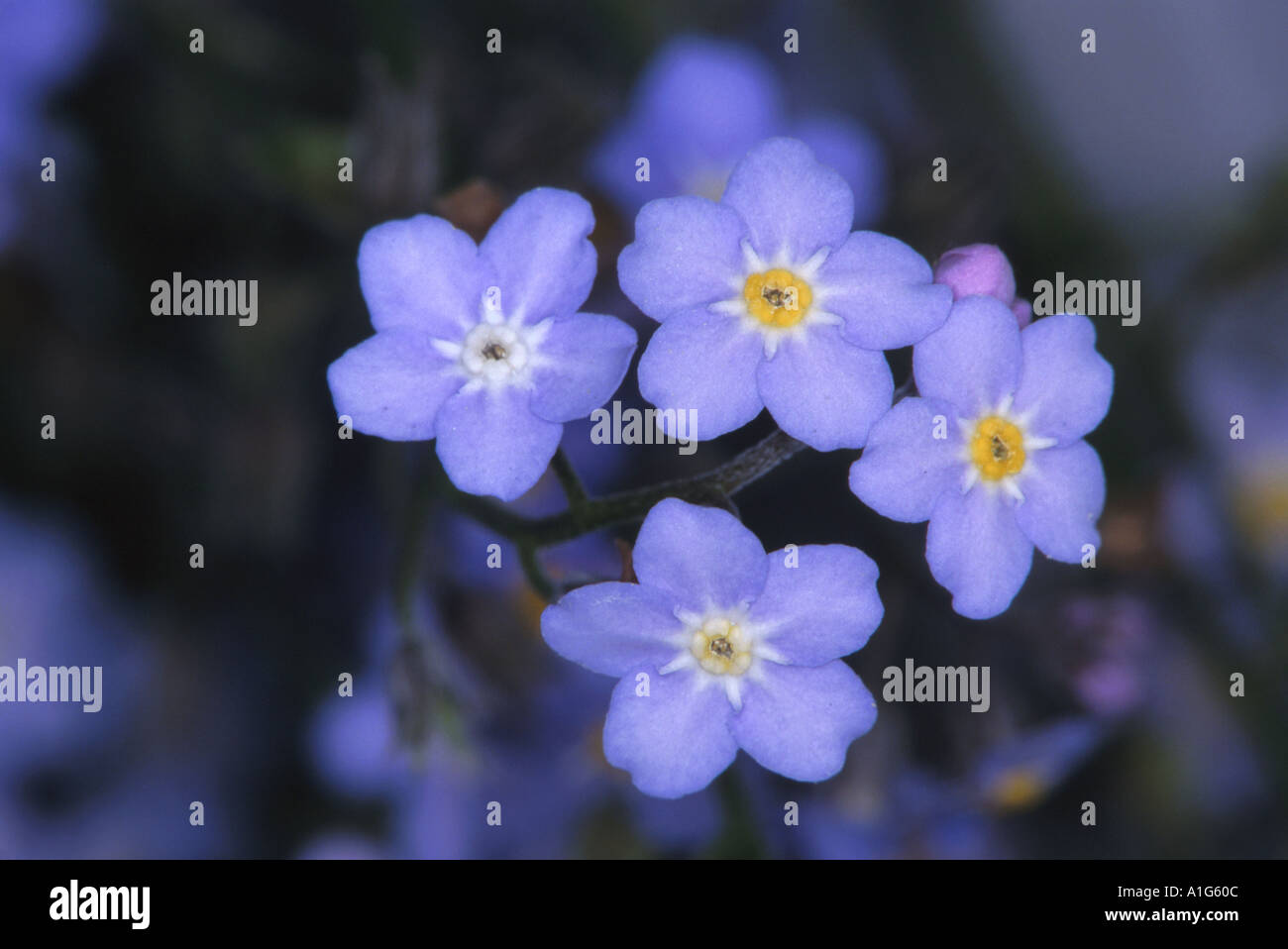 Alaska forget me not hi-res stock photography and images - Alamy