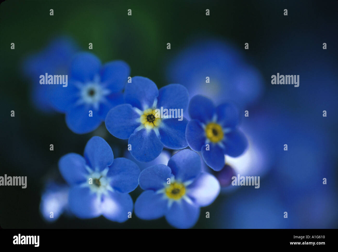 Alaskan Forget Me Not Wildflowers Close up Stock Photo - Alamy