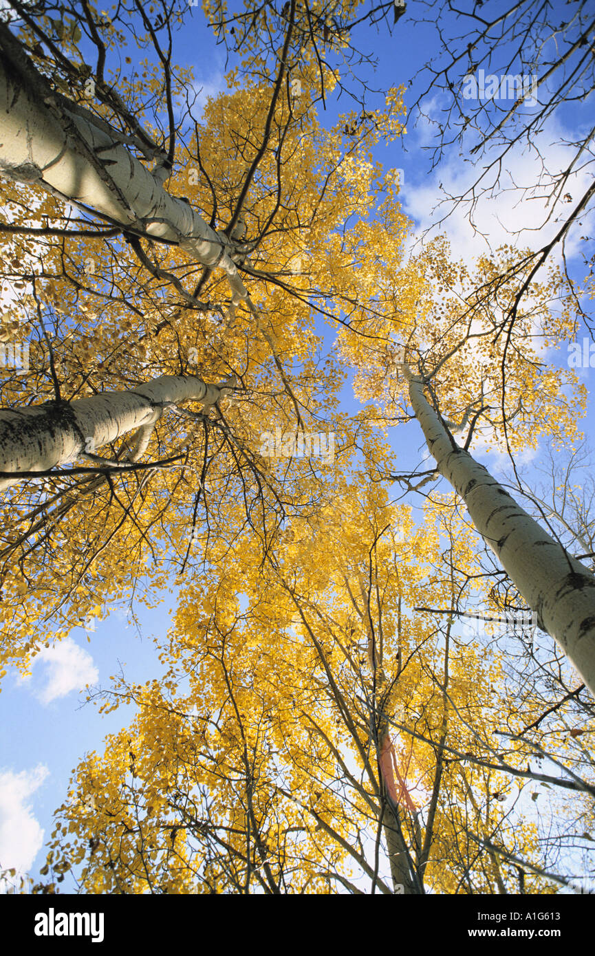 Aspen Trees Fall Colors Stock Photo - Alamy