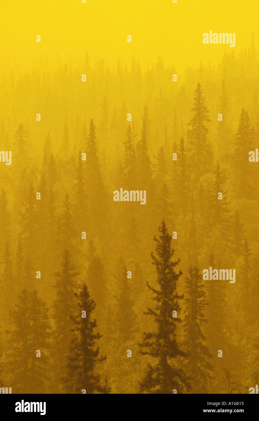 Spruce Trees in Haze from Forest Fire IN AK Summer South of Fairbanks ...