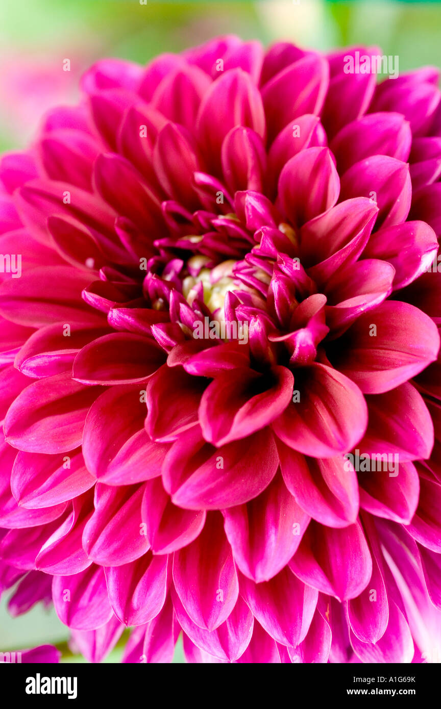 Dahlia deep red flower hi-res stock photography and images - Alamy