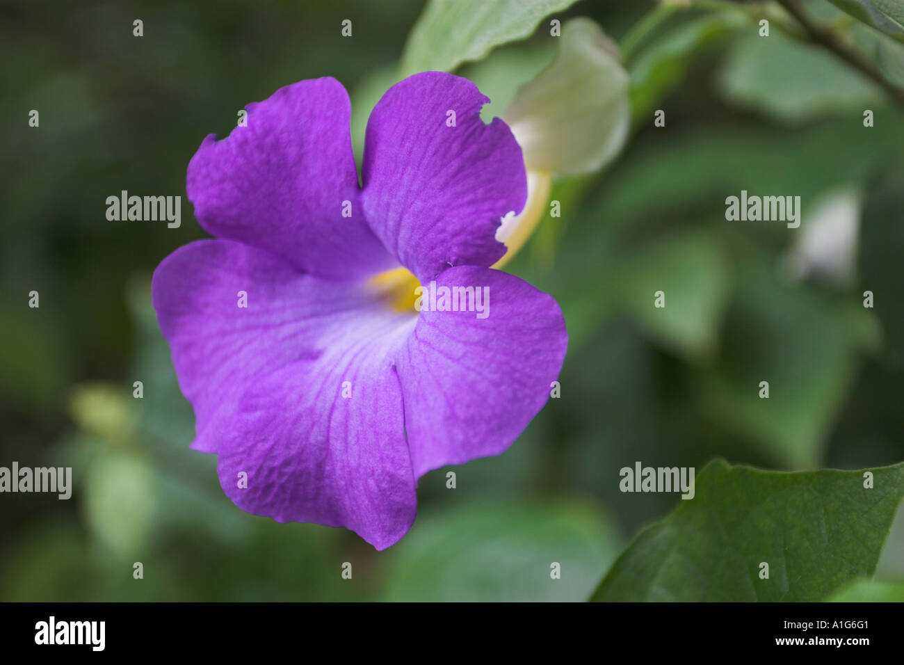 Thunbergia erecta. King's Mantle Stock Photo - Alamy