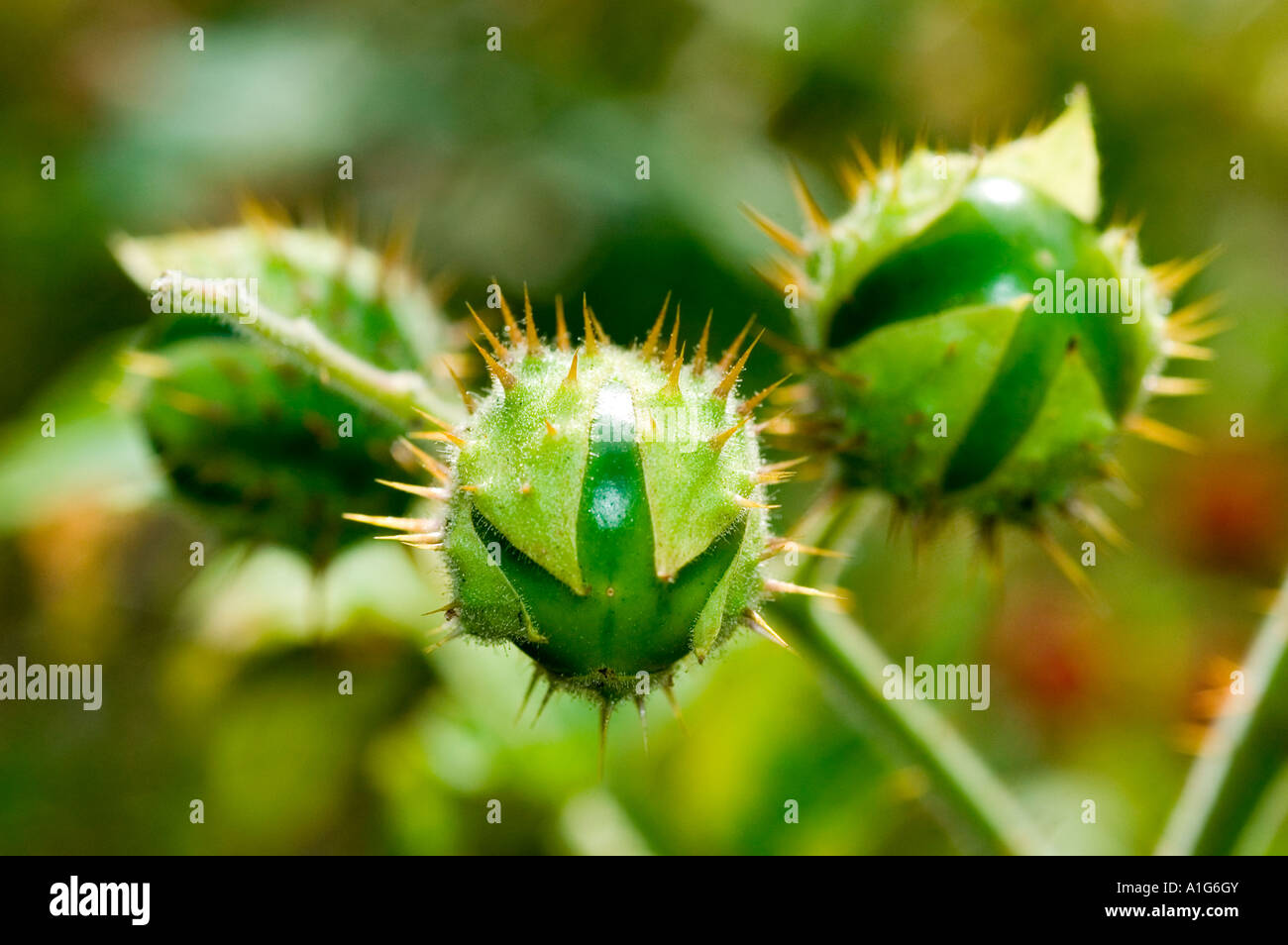 Close-up of the green, spiky fruits of sticky nightshade (Solanum ...