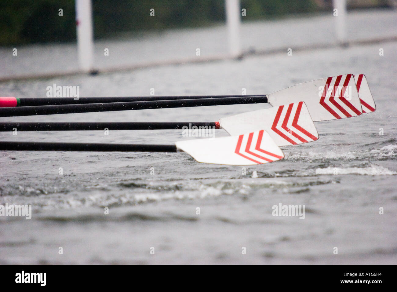 Rowing Oars (Blades Stock Photo - Alamy