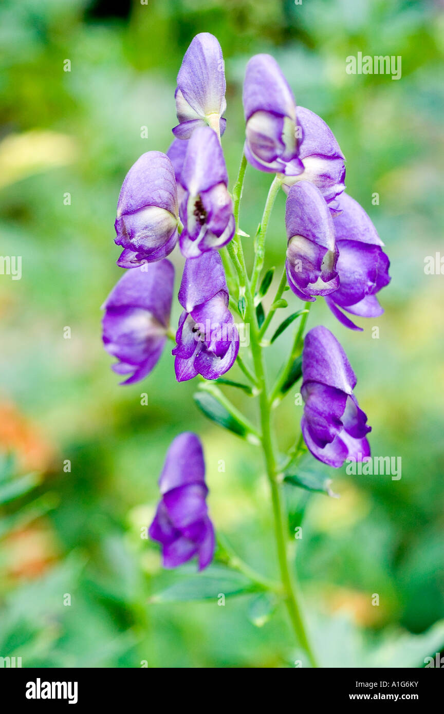 Wolfsbane hi-res stock photography and images - Alamy