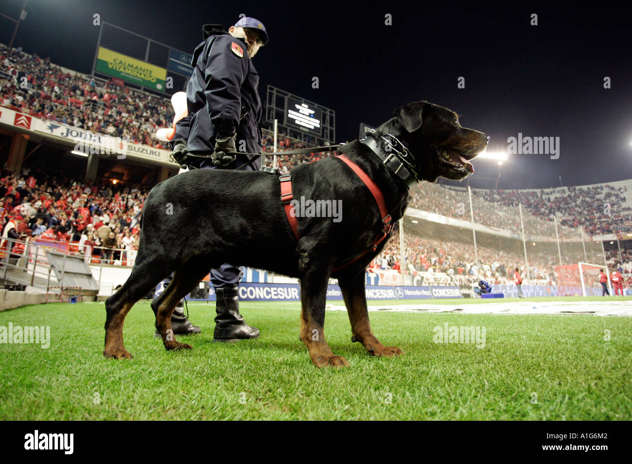 Rottweiler police dog hi-res stock photography and images - Alamy