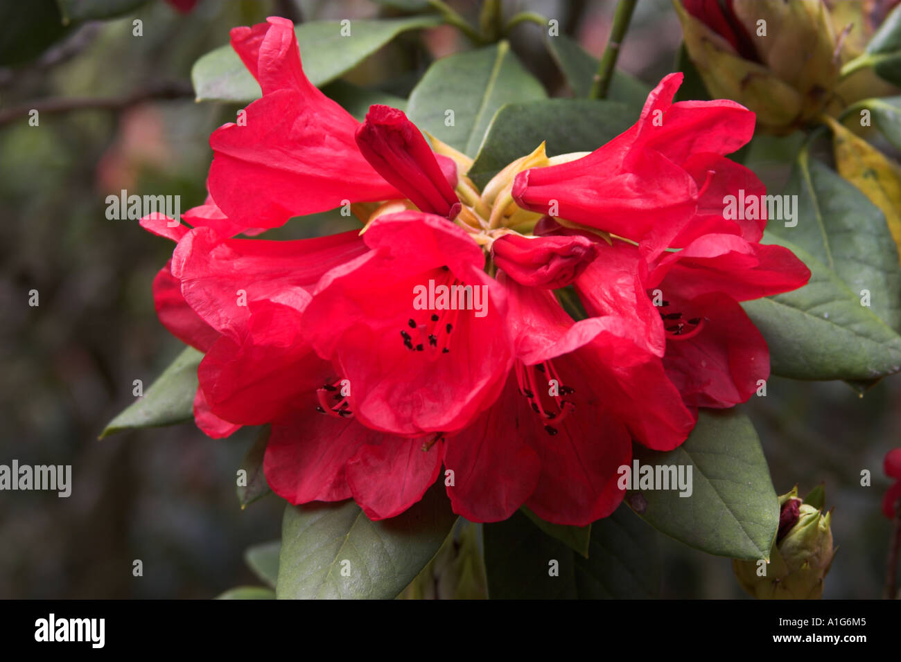 Red tubular flowers hi-res stock photography and images - Alamy