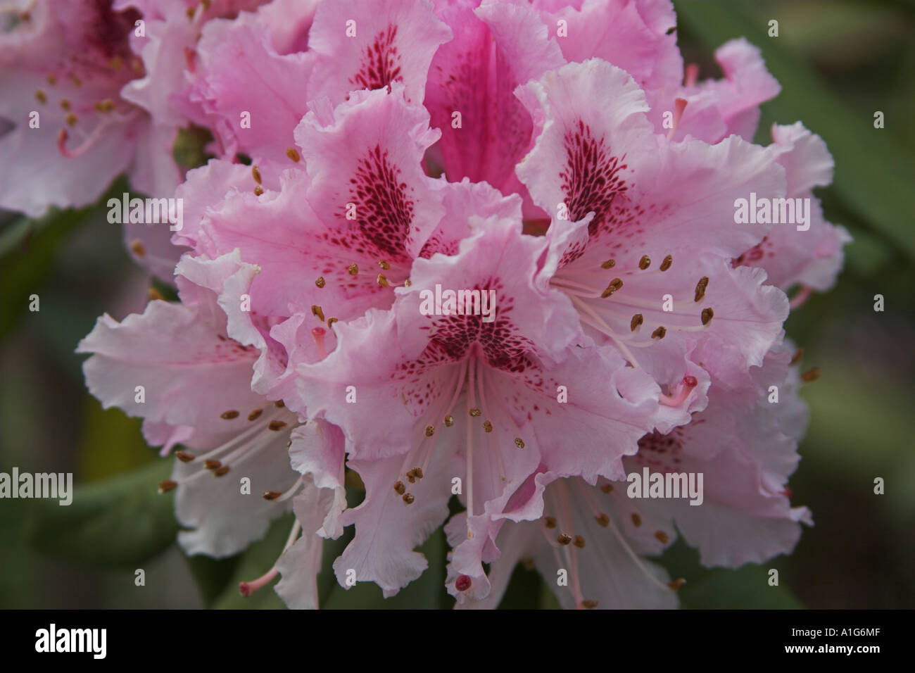 Wavy trumpet hi-res stock photography and images - Alamy
