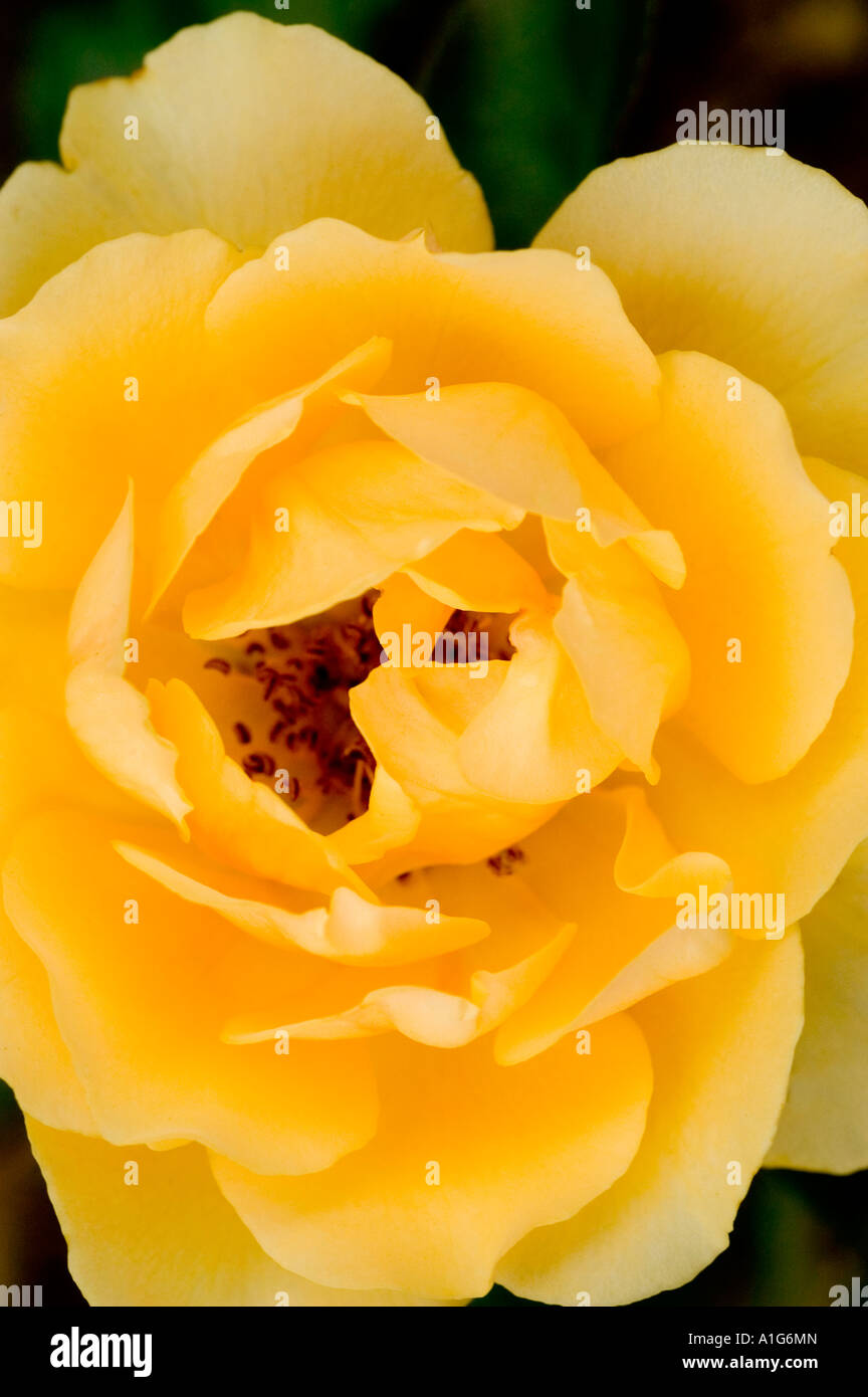 Close up of yellow rose flower Stock Photo - Alamy