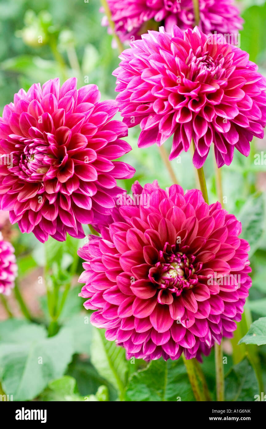 Close up of deep red violet pink dahlia flower Stock Photo - Alamy