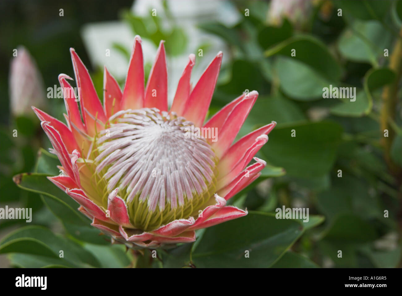 Protea cynaroides King Protea Stock Photo - Alamy