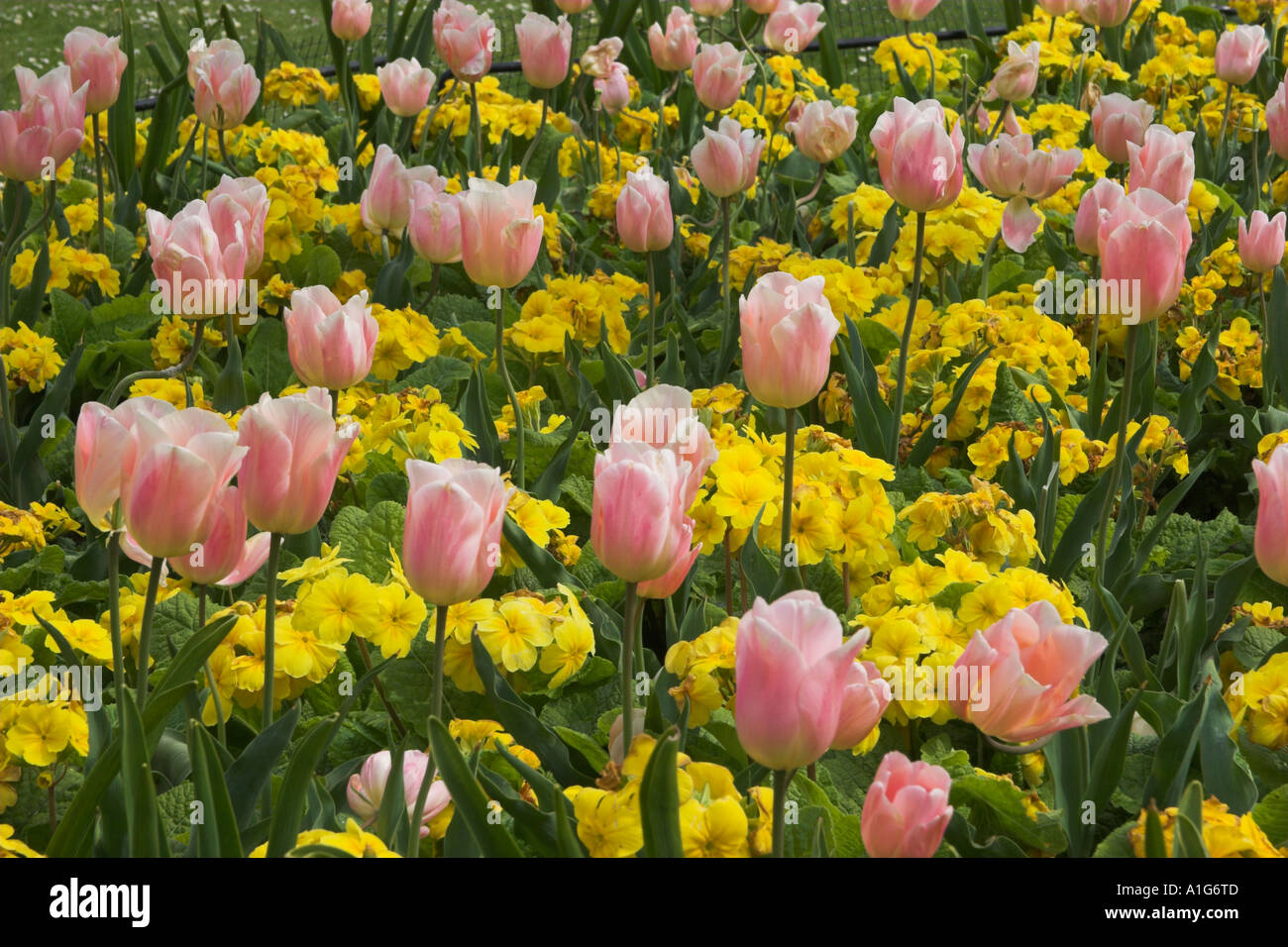 Pink Tulips above yellow Polyanthus Stock Photo - Alamy