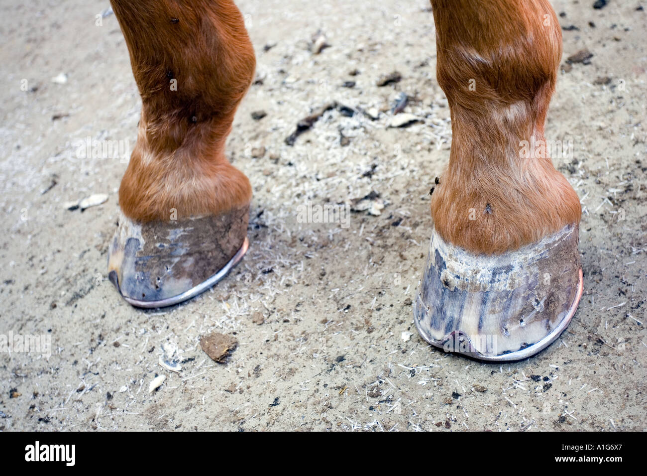 Horse hooves just shod Stock Photo - Alamy
