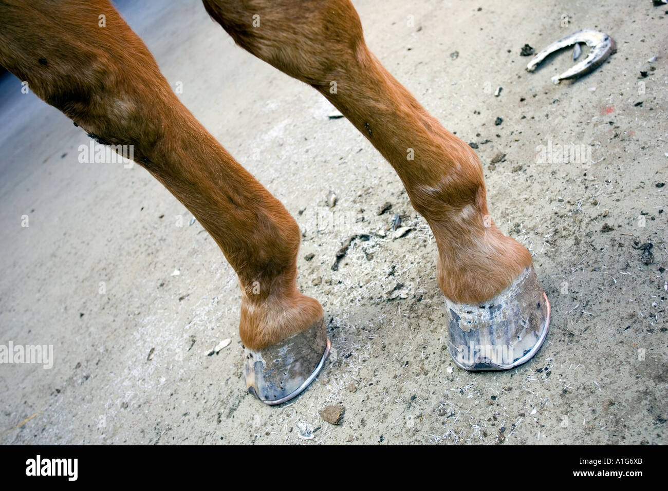 Horse hooves just shod Stock Photo - Alamy