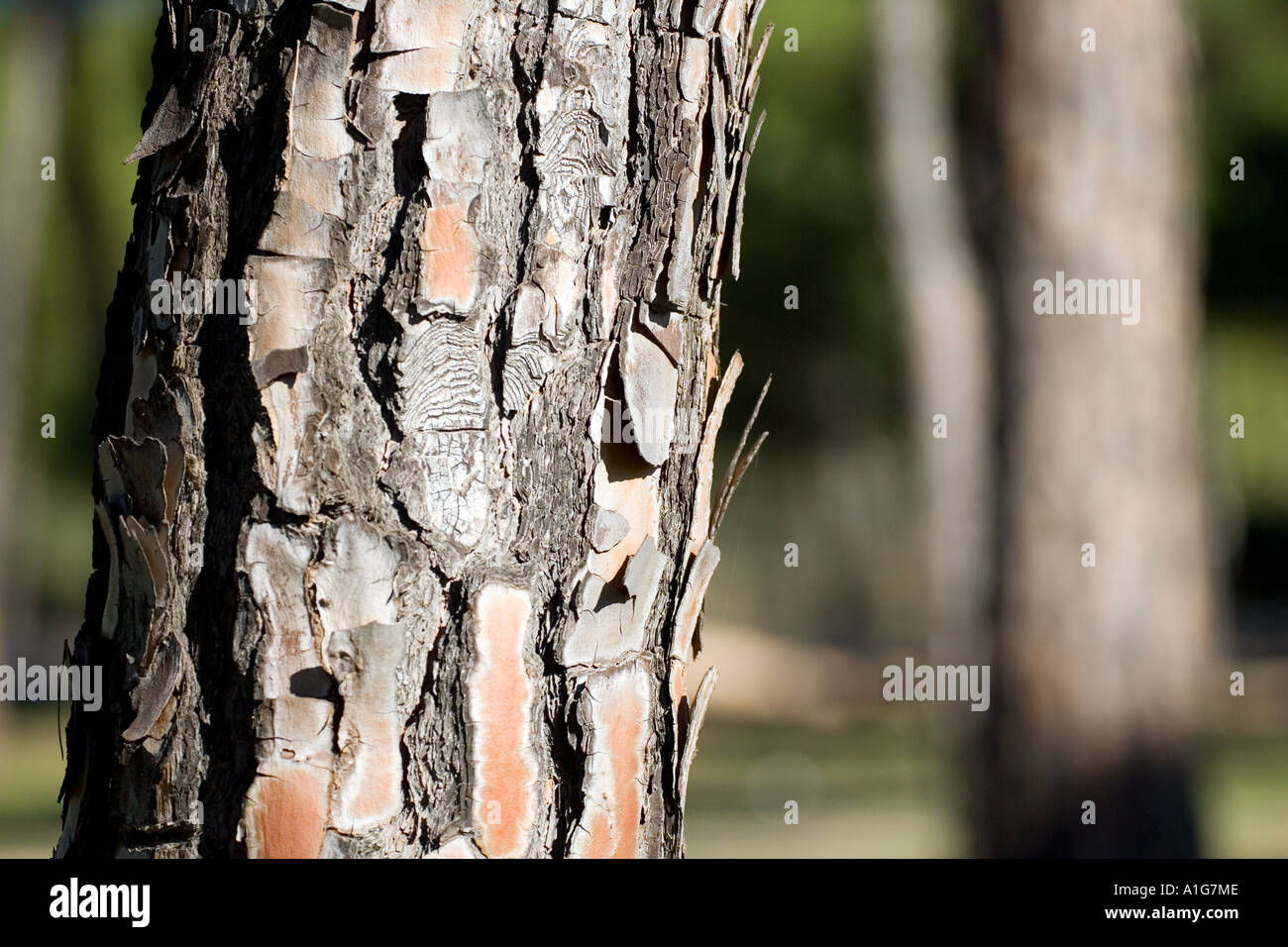 Pinus pinea pino hi-res stock photography and images - Alamy