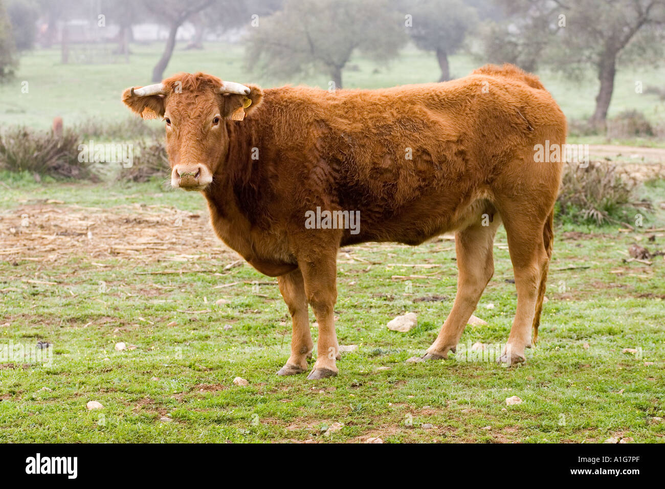 Spain andalusia bull cattle cow hi-res stock photography and images - Alamy