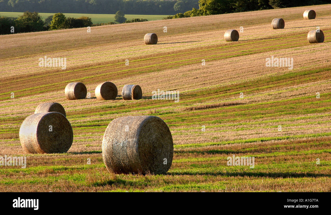 Straw cylinders hi-res stock photography and images - Alamy