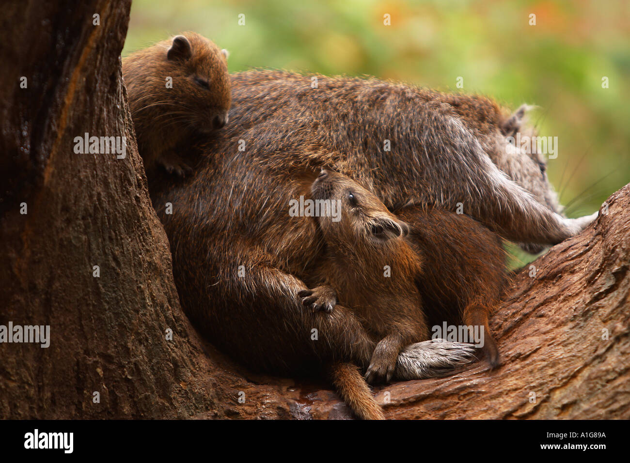 Adult beaver with babies hi-res stock photography and images - Alamy