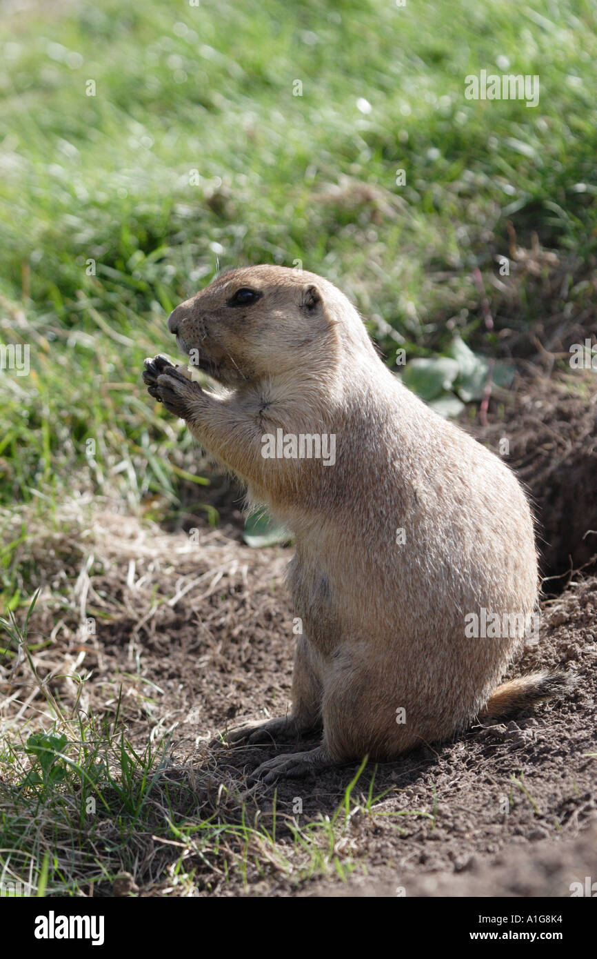 Black tailed Prairie Dog,Burrowing rodent Stock Photo - Alamy