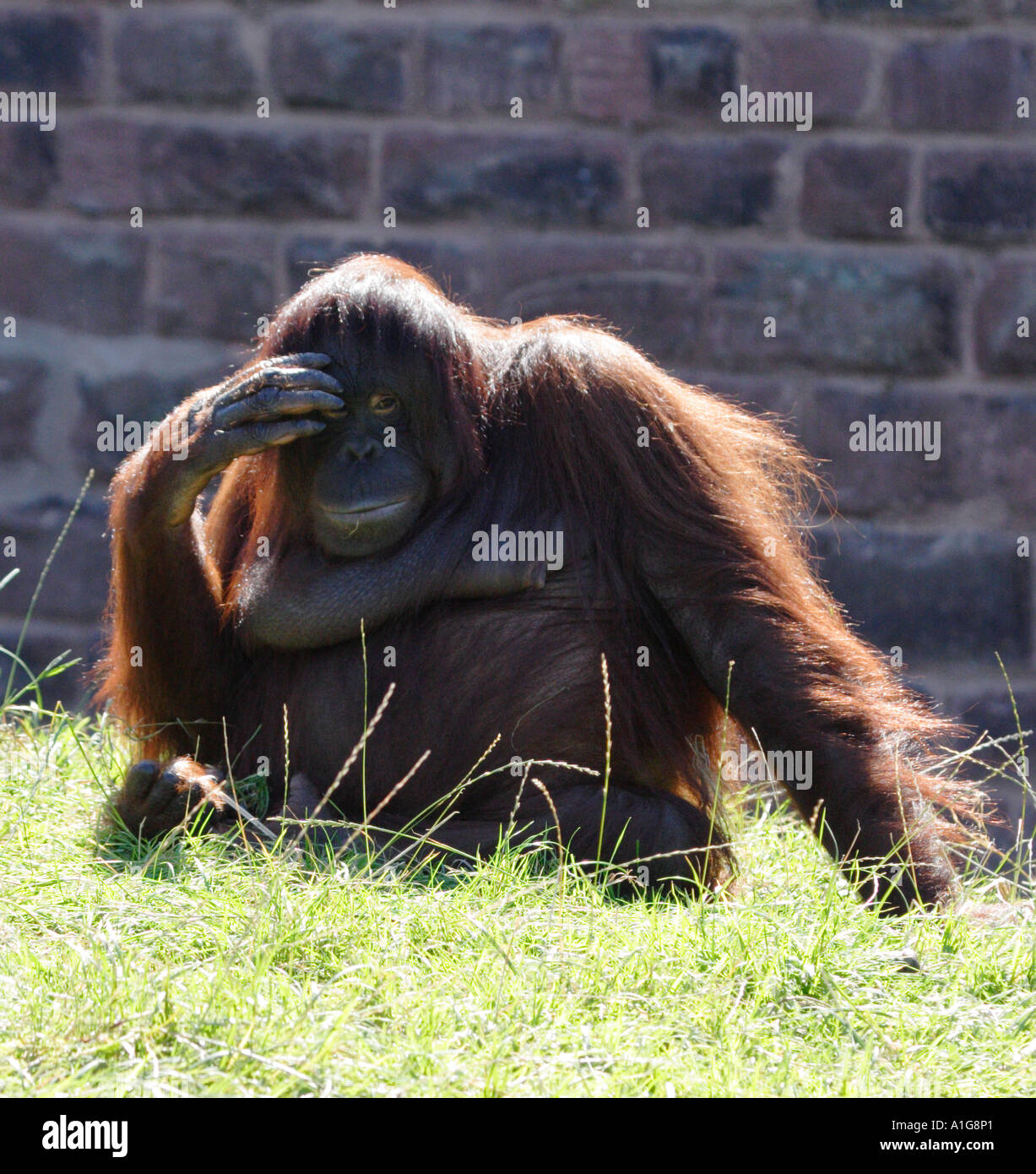 Orang u tang hi-res stock photography and images - Alamy