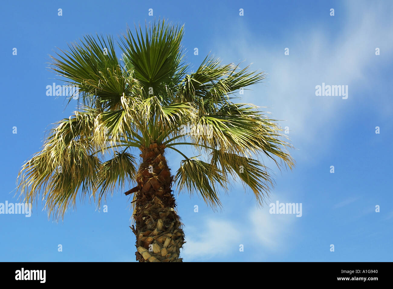 Branching palm hi-res stock photography and images - Alamy