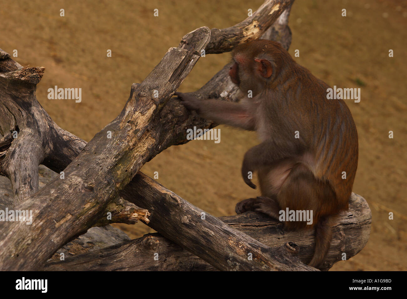 Seated simian hi-res stock photography and images - Alamy