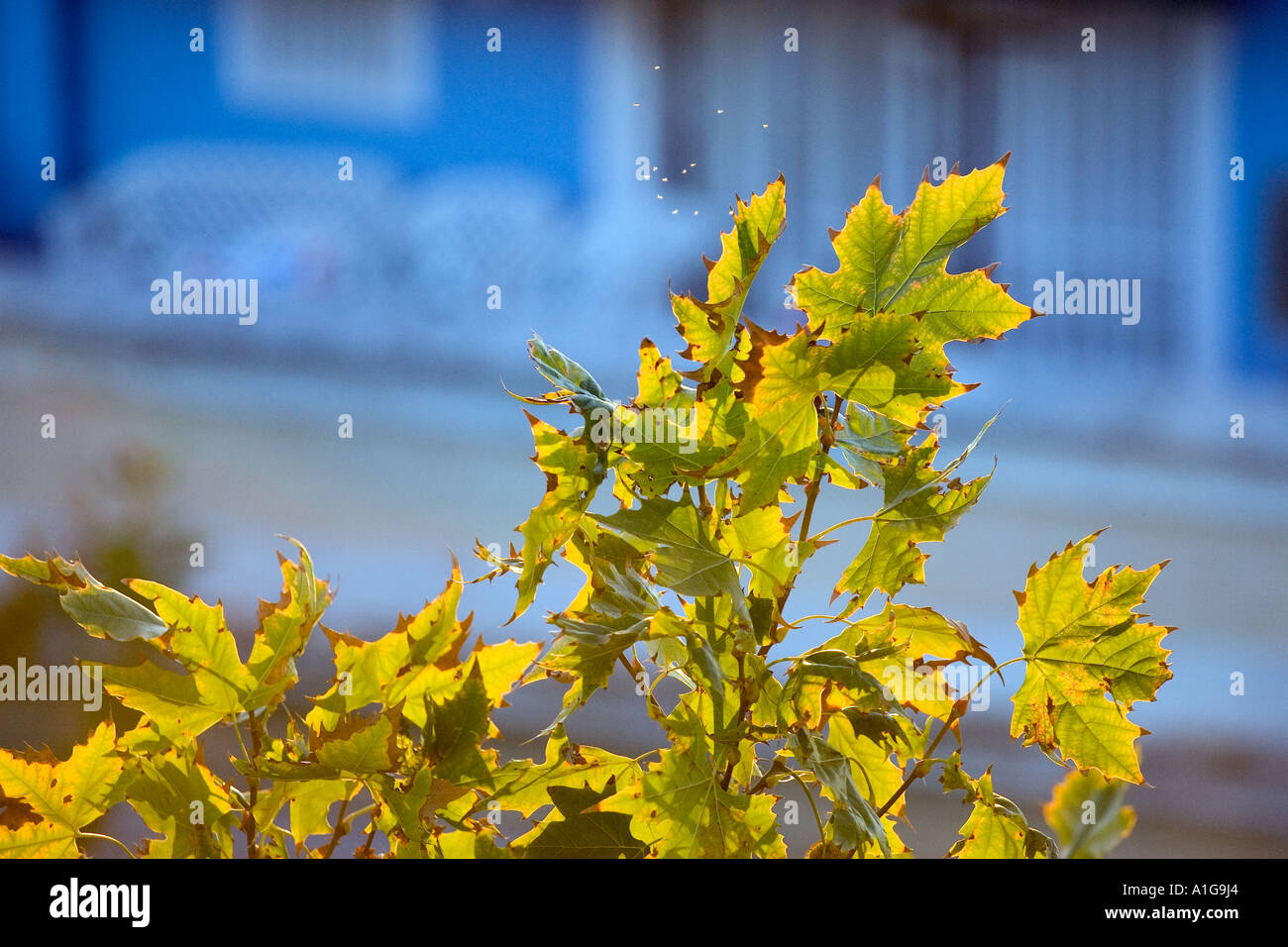 Backlit plane tree leaves in hi-res stock photography and images - Alamy