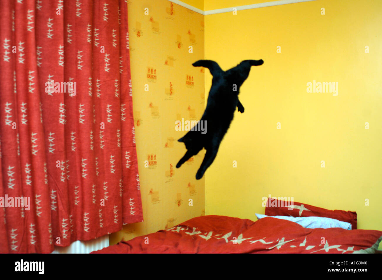 Flying cat jumping hi-res stock photography and images - Alamy