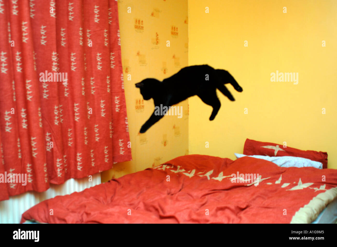 Flying cat jumping hi-res stock photography and images - Alamy