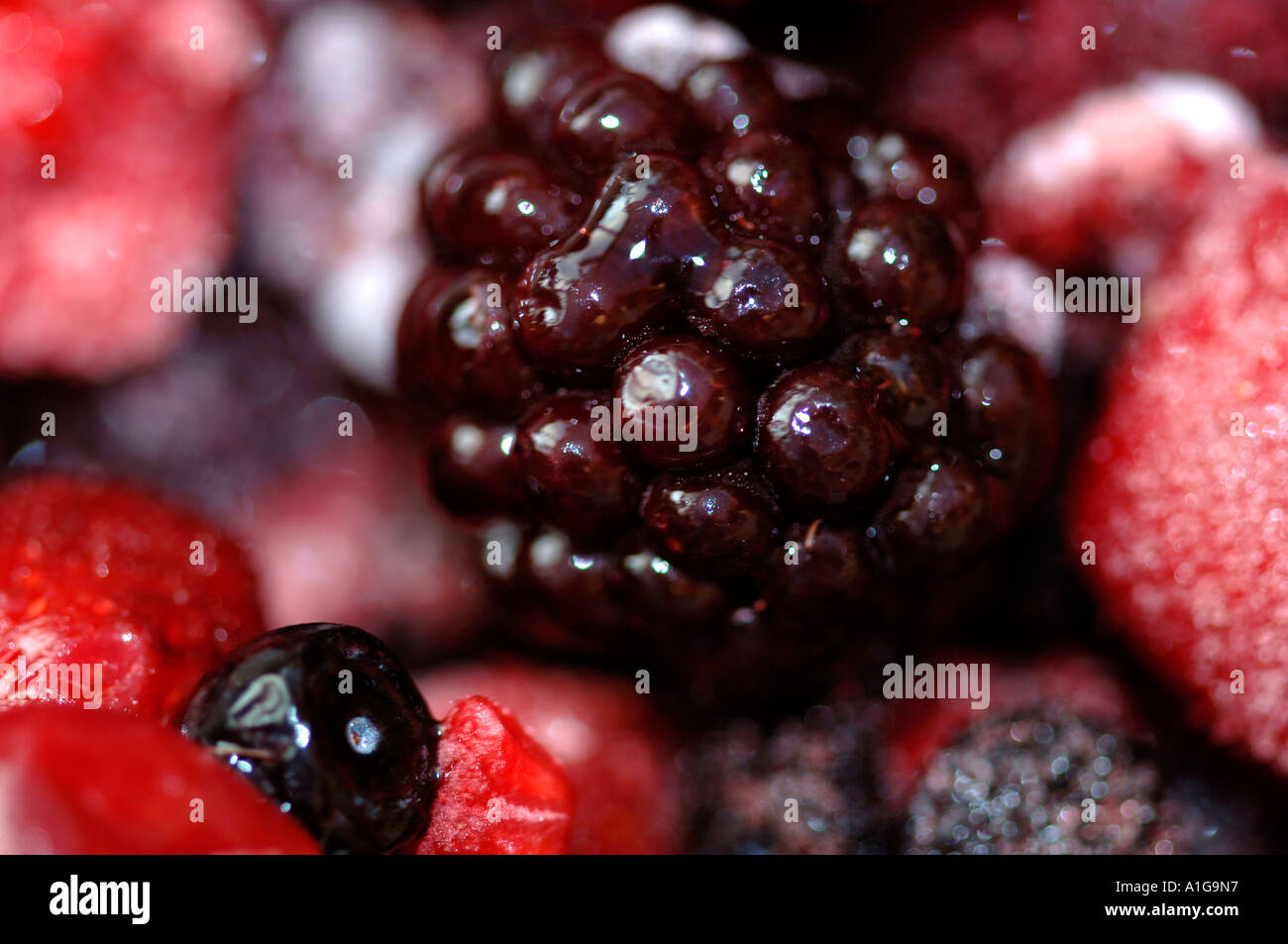 Fruits of the forrest hi-res stock photography and images - Alamy
