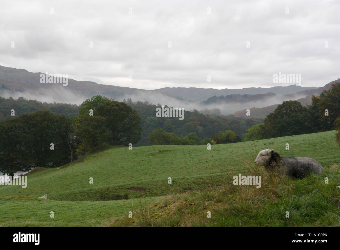 Grasmere and Herdwick Sheep, Cumbria, Lake district National Park, UK ...