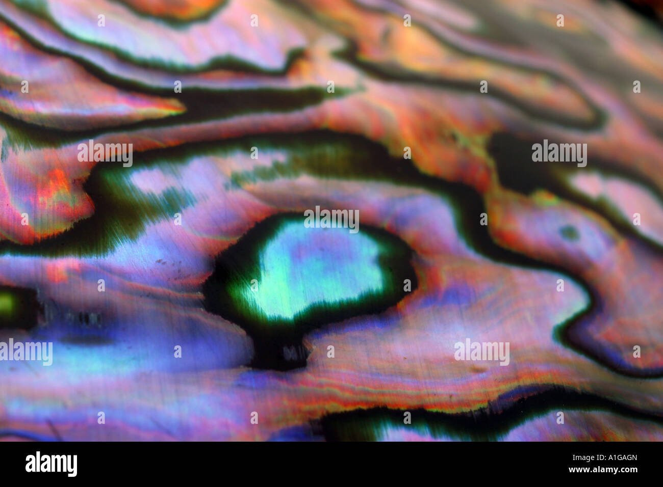Close up photography of a paua shell Stock Photo - Alamy