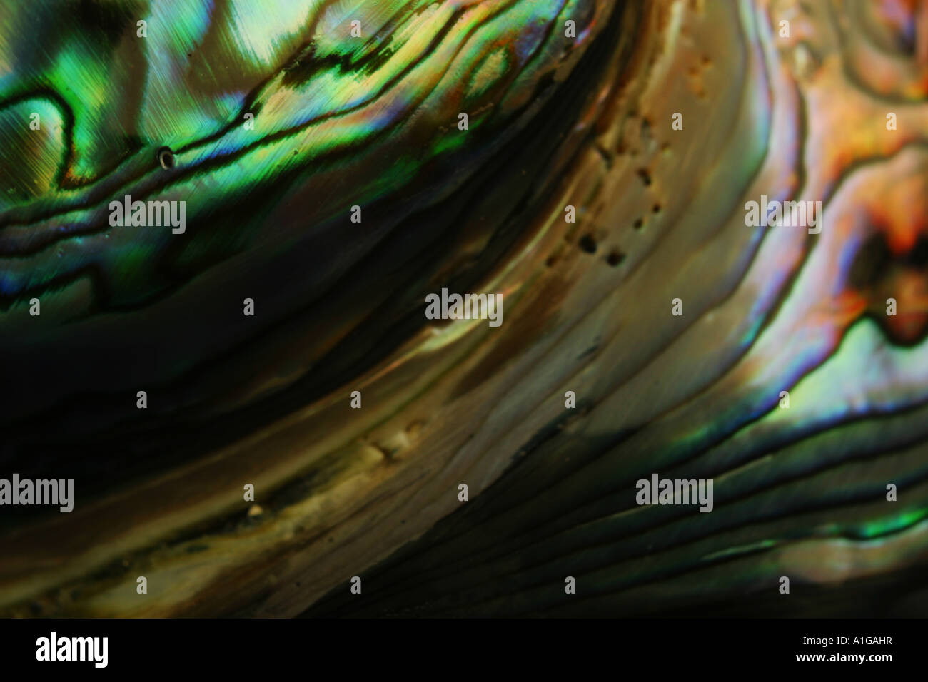 Paua shell photo pic texture smooth maori nz new zealand hi-res stock ...