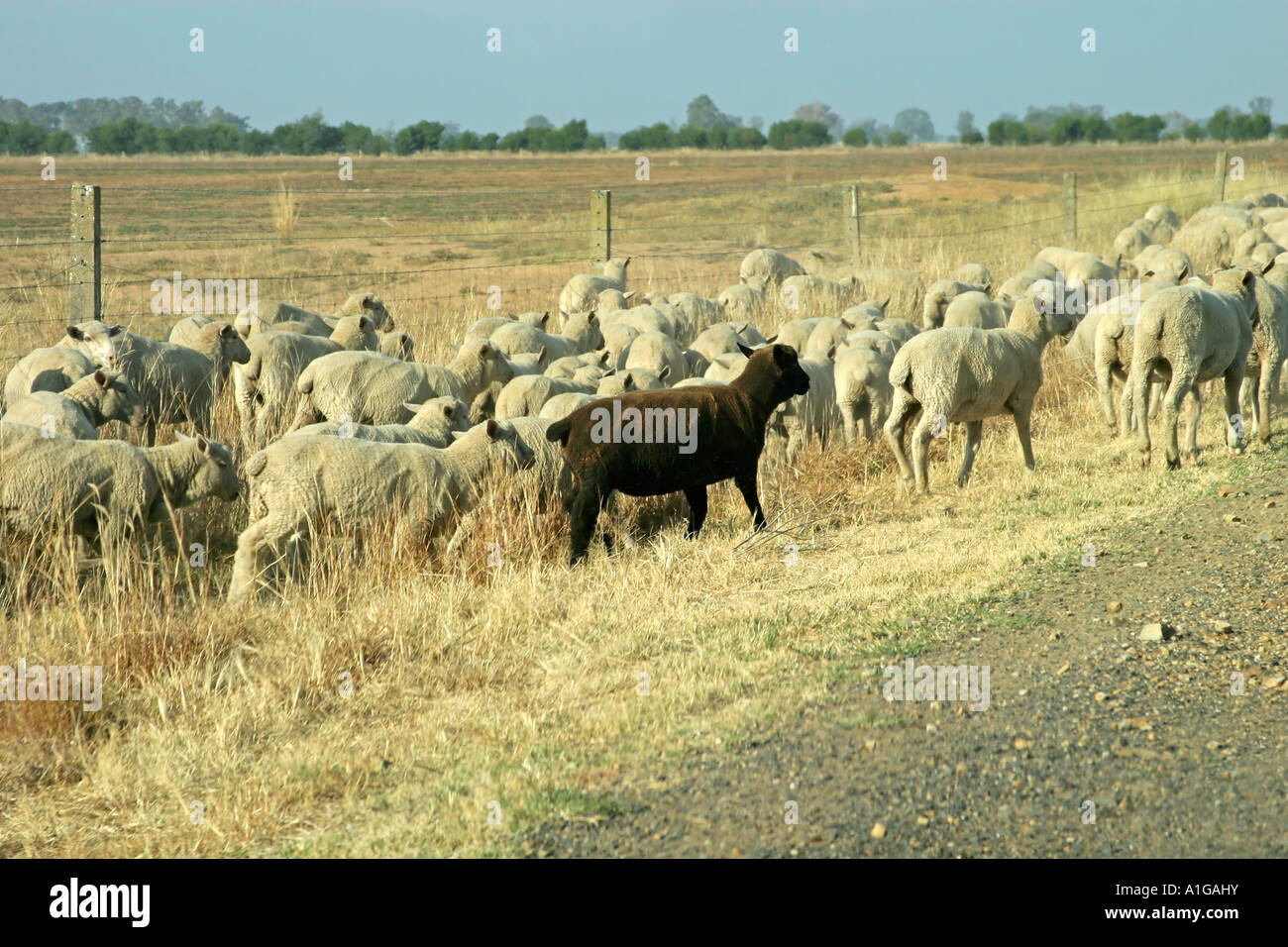 Australia drought sheep hi-res stock photography and images - Alamy