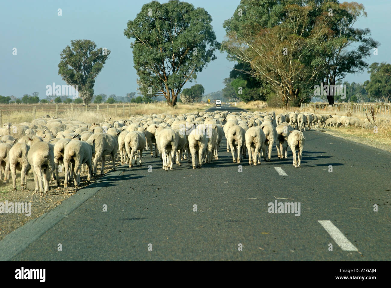 Australia drought sheep hi-res stock photography and images - Alamy