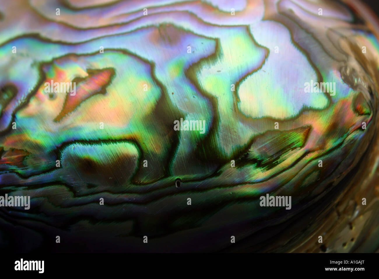 Close up photography of a paua shell Stock Photo - Alamy
