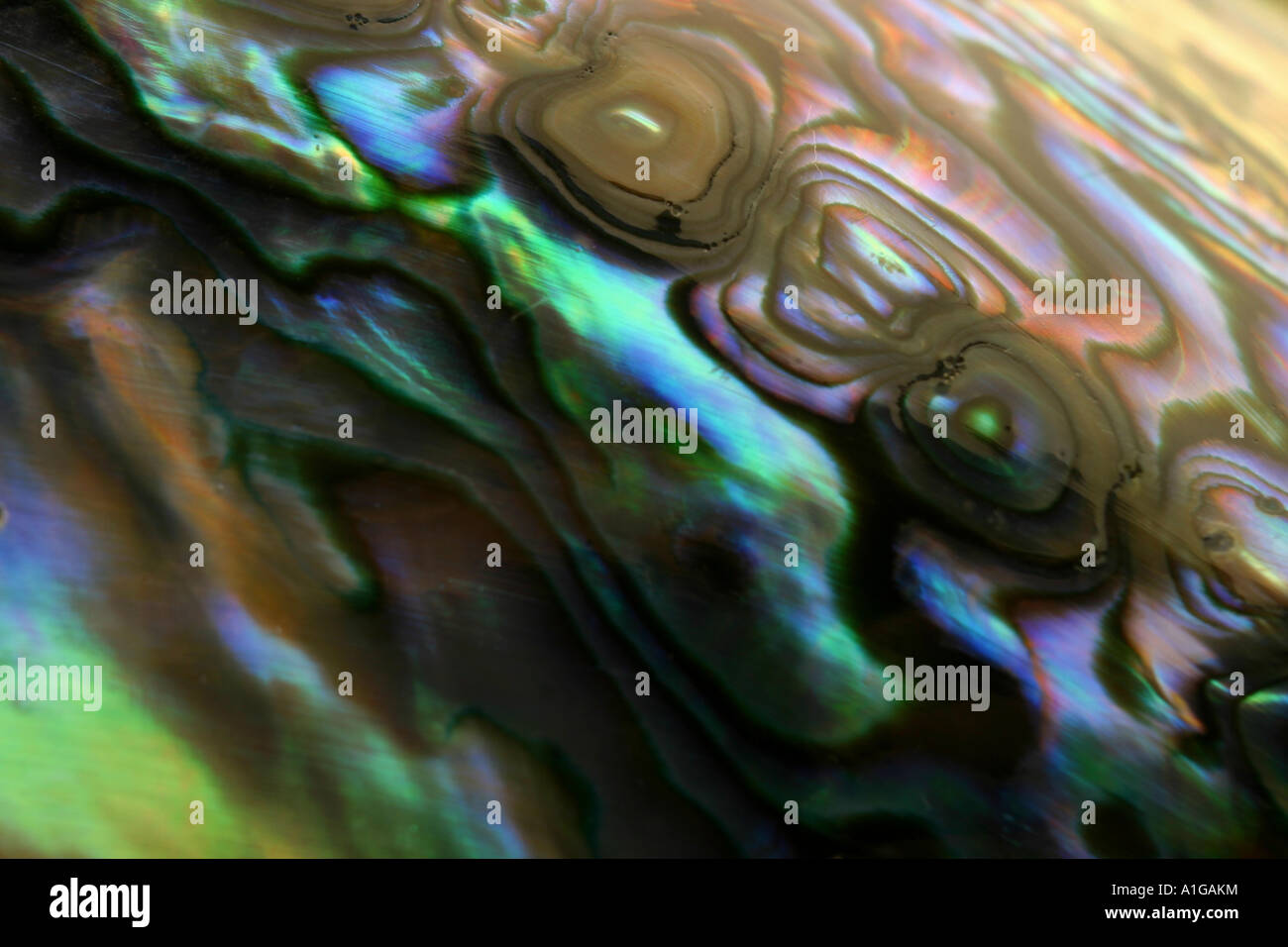 Close up photography of a paua shell Stock Photo - Alamy