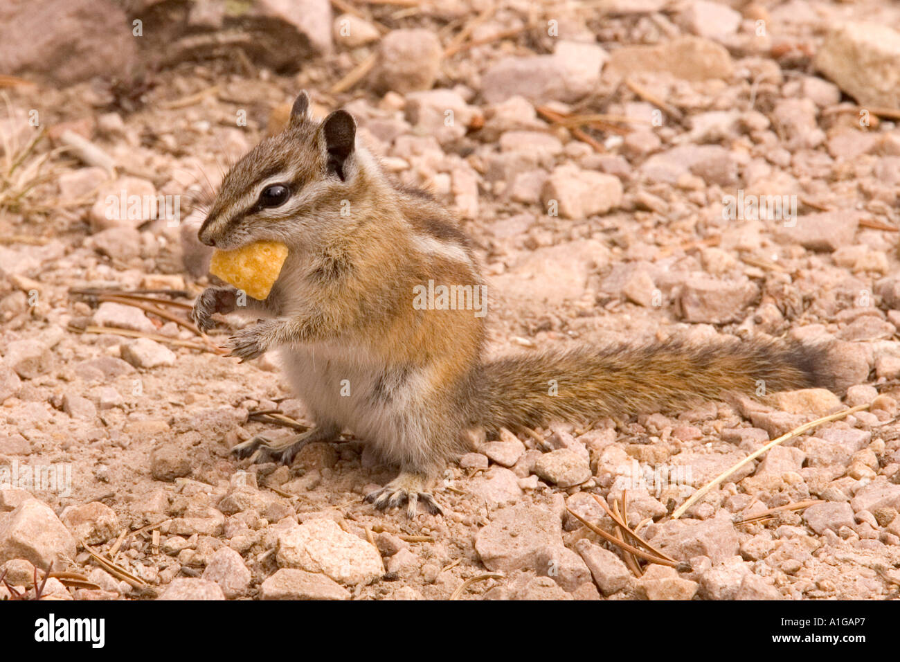 Chipmunk (Eutamias minimus), eating a Frito Corn Chip Stock Photo - Alamy
